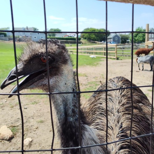 Abrams Animal Farm In Rhode Island