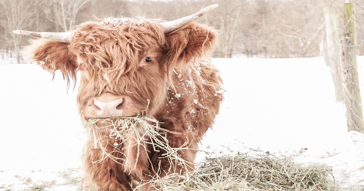 Explore Wild Goats Farm in Clarksburg, WV