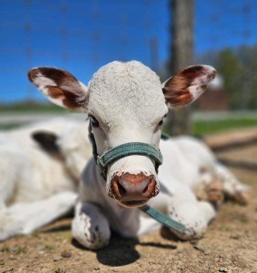 Critter Lane Petting Zoo! Animal Encounter: Valles Mines, Missouri