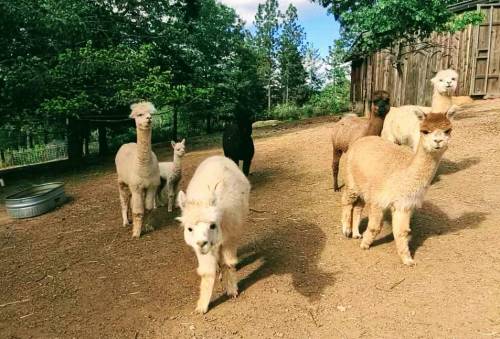 The Northern California Farm Where You Can Feed Alpacas