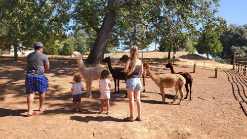 The Northern California Farm Where You Can Feed Alpacas