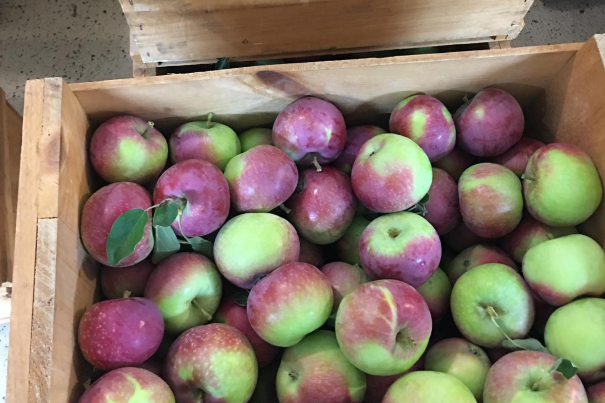 Best Apple Orchards in Rhode Island: Pippin Orchard