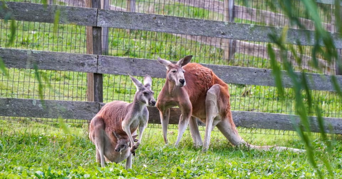 Abrams Animal Farm In Rhode Island