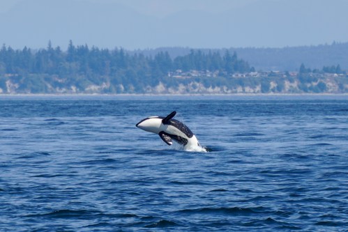 The Ultimate Guide To Washington's Orcas Island