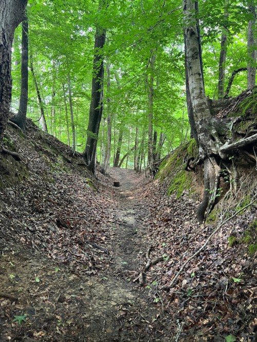 Discover The Sunken Trace A Natural Wonder in Mississippi