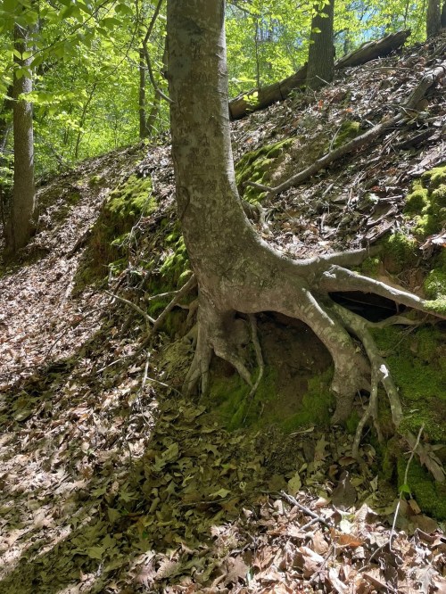 Discover The Sunken Trace A Natural Wonder in Mississippi