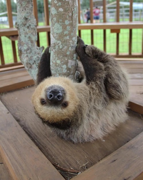 Cuddle Baby Sloths At Exotic Animal Experience In Florida