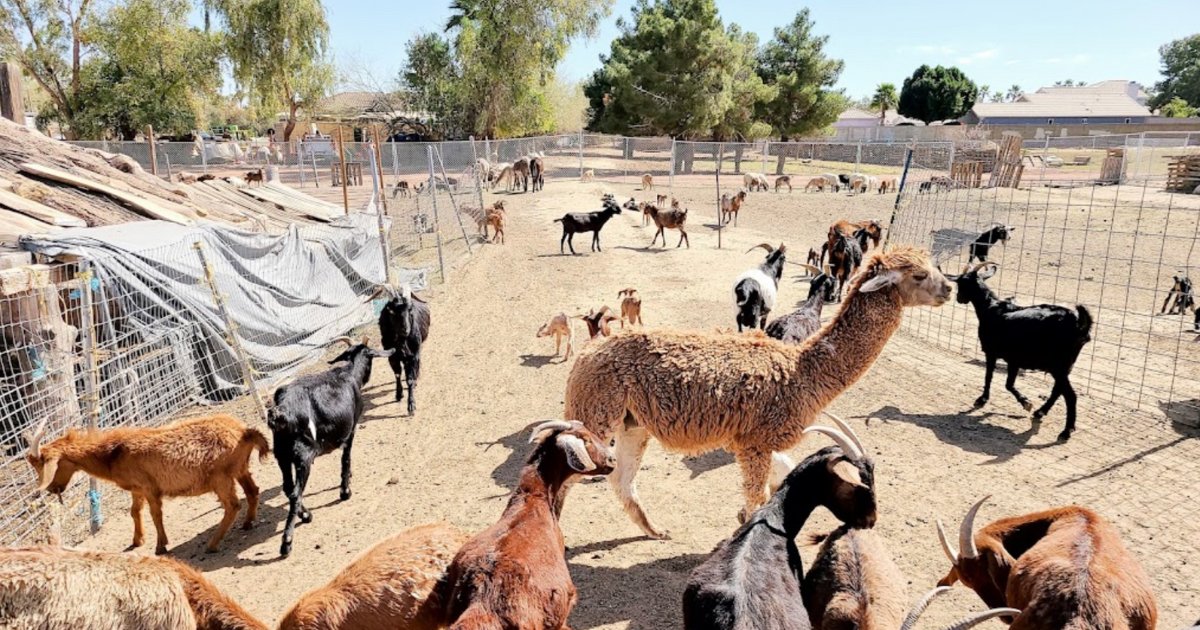 Visit Mother Nature's Farm in Gilbert, AZ for Family Fun