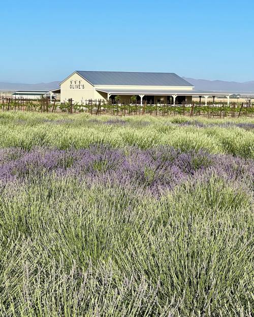 Discover Rhumb Line Vineyard in Willcox, Arizona