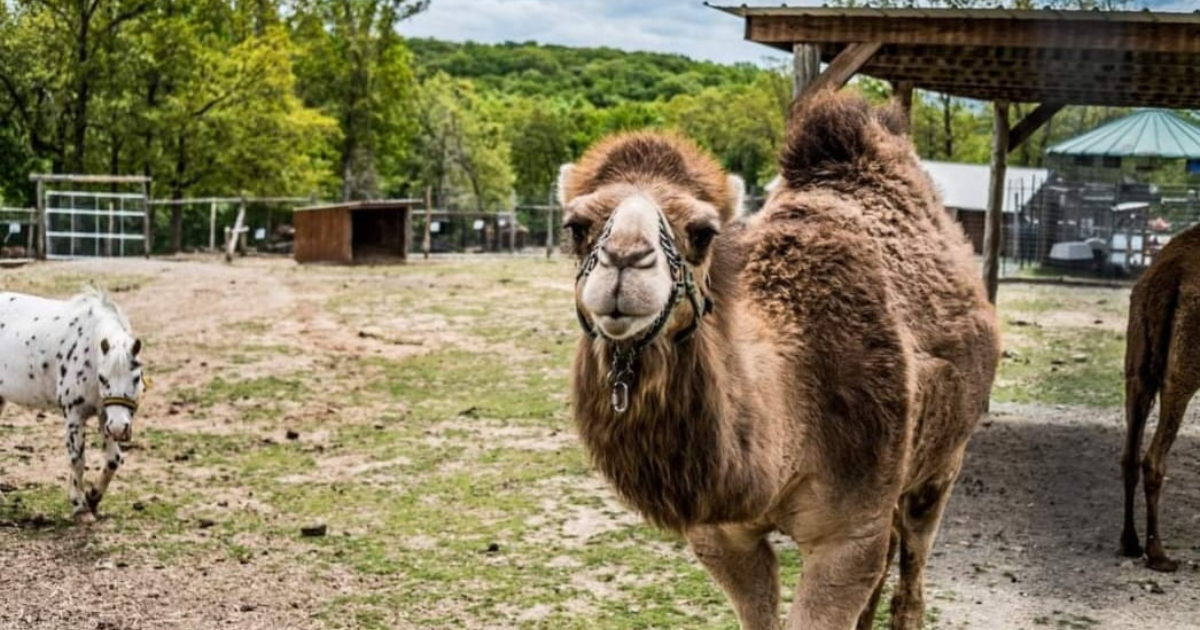 Critter Lane Petting Zoo! Animal Encounter: Valles Mines, Missouri