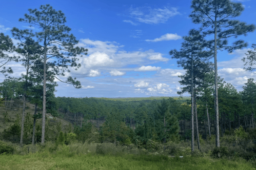 Discover the Scenic Longleaf Vista Byway in Louisiana