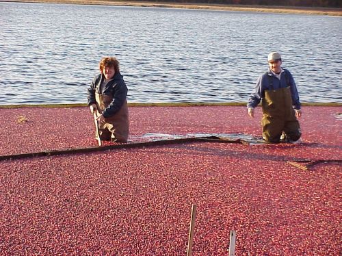 Top Fall Activities in New Jersey: Foliage, Festivals, and Pumpkin Patches