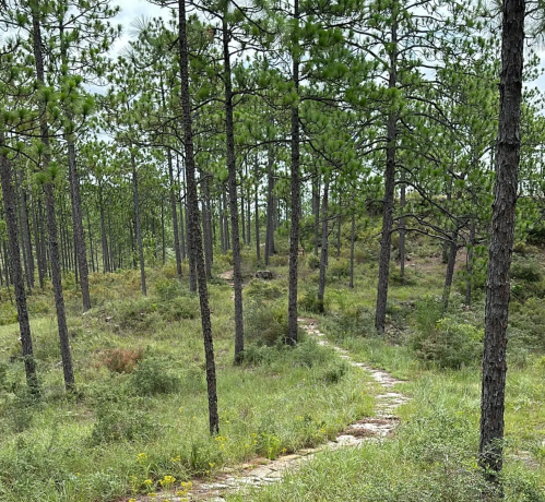 Discover the Scenic Longleaf Vista Byway in Louisiana