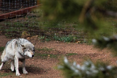 Experience Wildlife at Colorado Wolf and Wildlife Center
