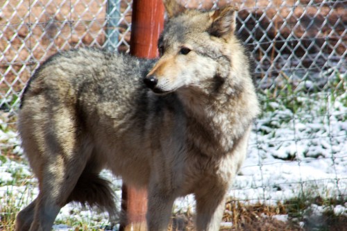 Experience Wildlife at Colorado Wolf and Wildlife Center