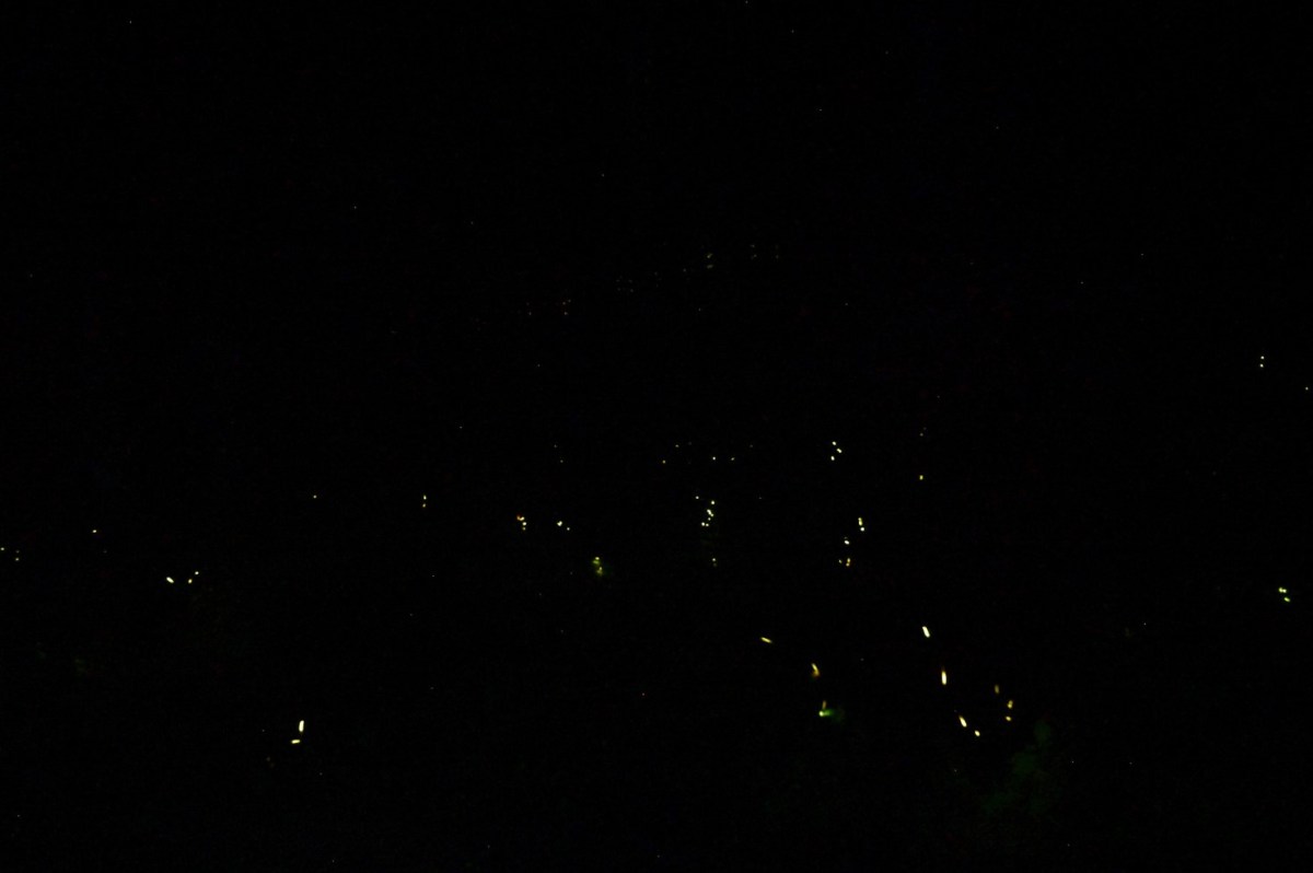 Witnessing the Magic of Synchronous Fireflies in the Smokies