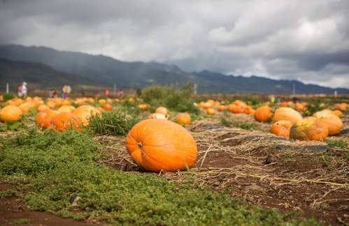 Fall in Hawaii: 15 Things To See and Do