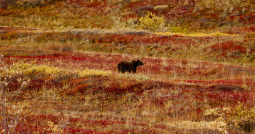 This Amazing Glass Top Train Ride In Alaska Is Gorgeous