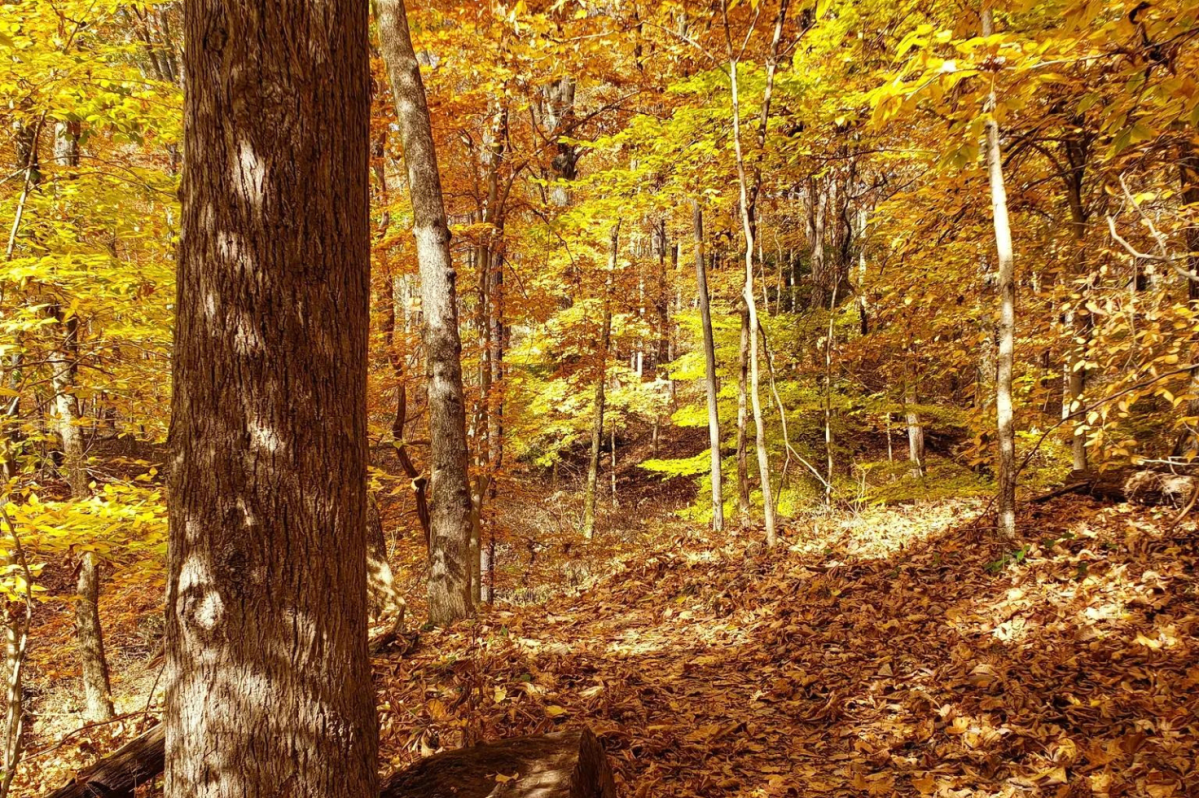 Discover Harrods Creek Trail's Fall Foliage in Kentucky