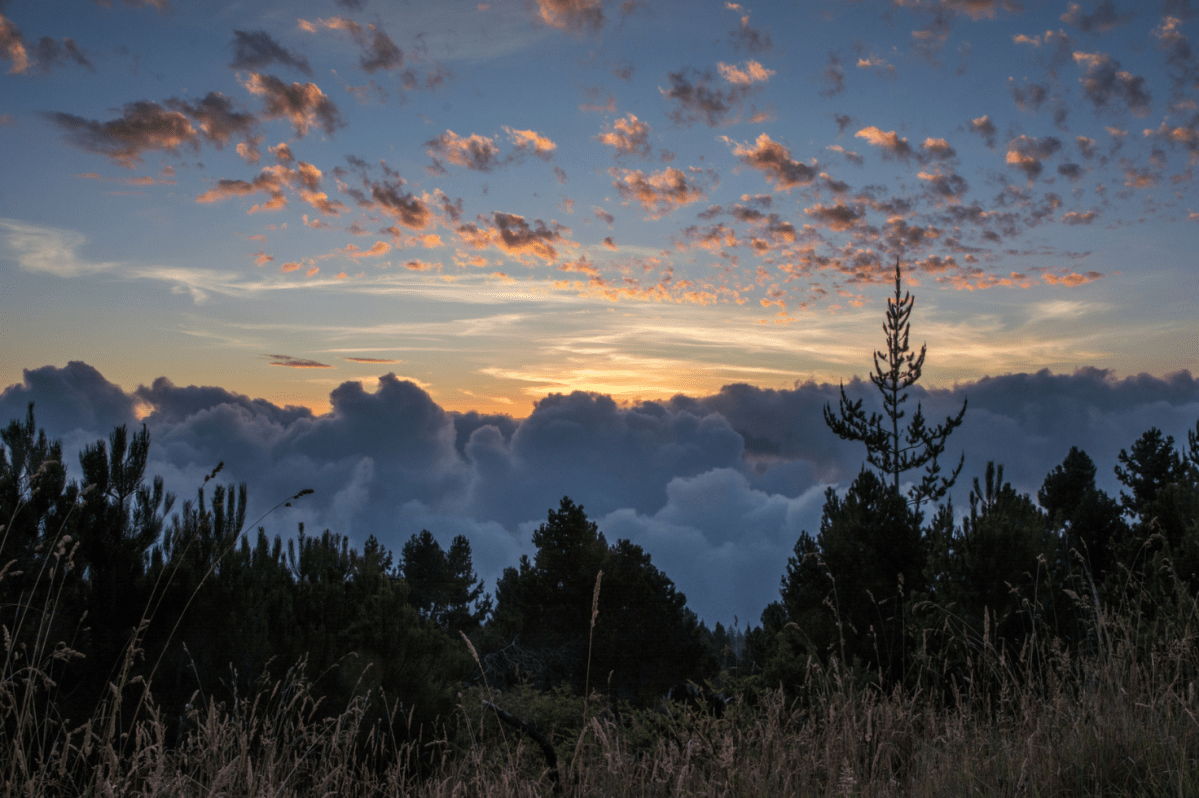 Discover Polipoli Spring State Recreation Area in Maui