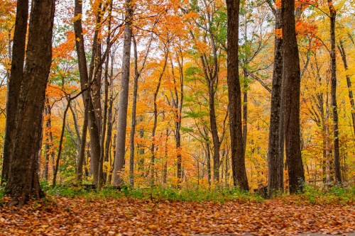 Best Times and Places to See Fall Foliage in Tennessee