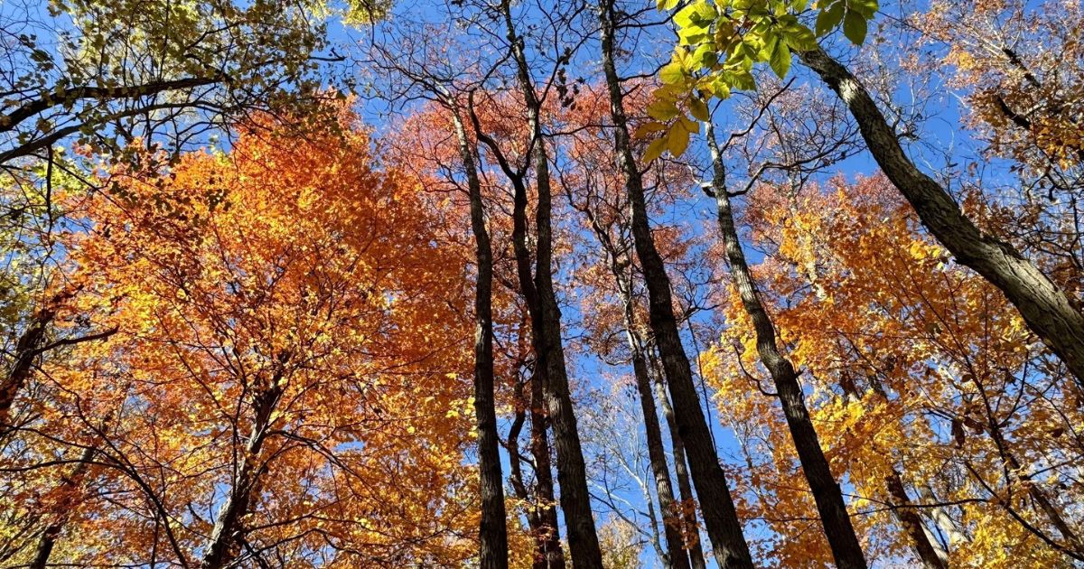 This 5-Mile Hiking Trail at Versailles State Park Has Breathtaking Fall ...