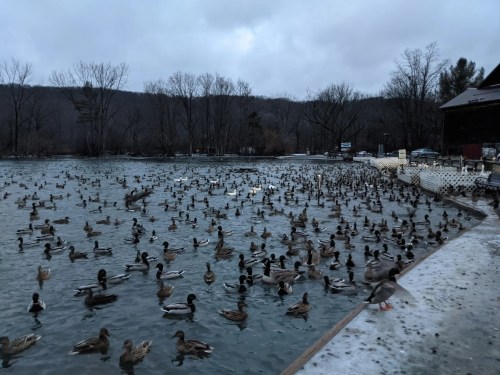 Discover Webster Pond in Rand Tract Park, Syracuse