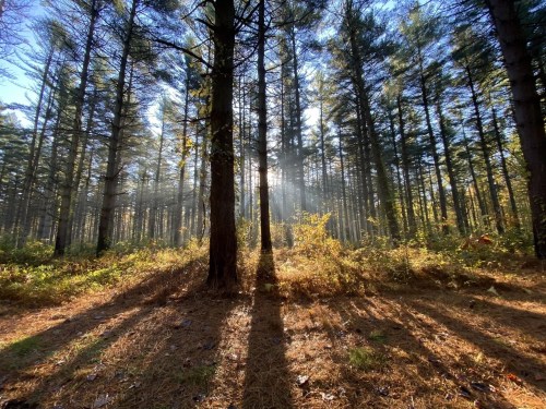 Top Fall Activities in Delaware: Parks, Pumpkin Patches & Festivals