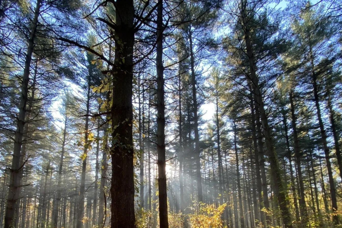 Top Fall Activities in Delaware: Parks, Pumpkin Patches & Festivals