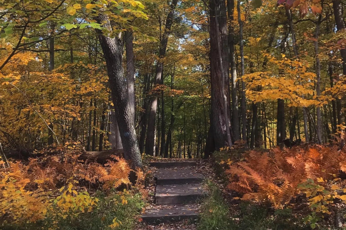 Explore Oak Openings Preserve Metropark's Stunning Fall Foliage