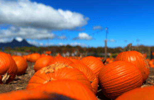 Fall in Hawaii: 15 Things To See and Do