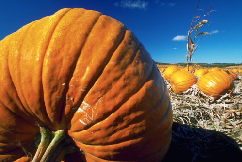 Top Fall Activities in Wisconsin: Foliage, Festivals, and Pumpkin Patches