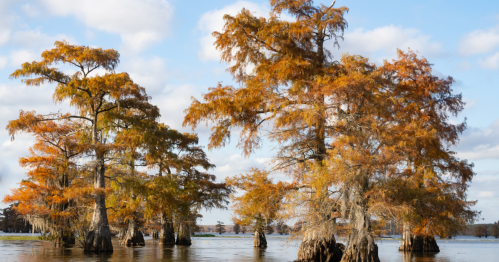 Best Time to See Fall Foliage in Louisiana for 2025