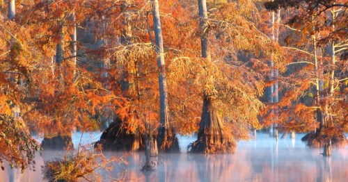 Best Times and Places to See Fall Foliage in Mississippi
