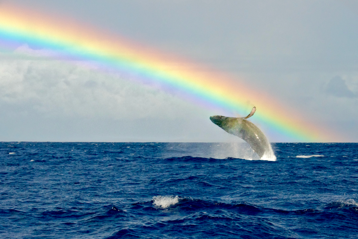 Discover the Unique Signs of Fall in Hawaii