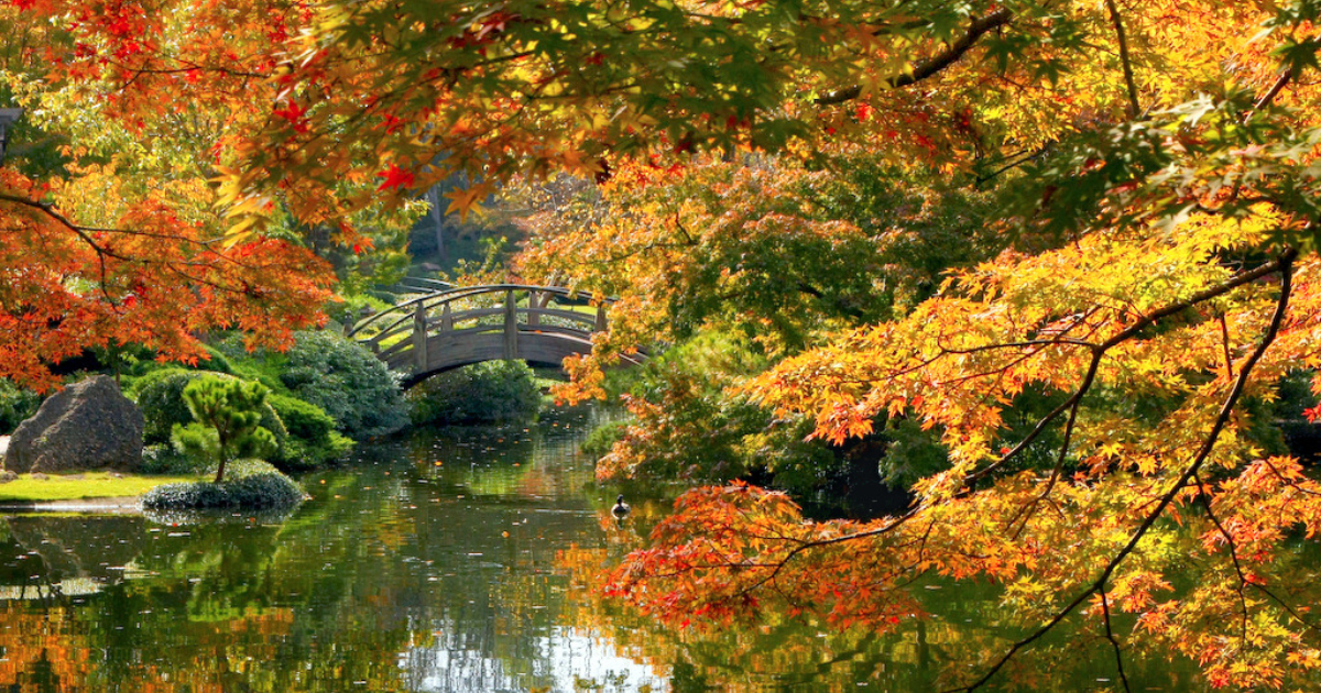 Best Times and Places to See Fall Foliage in Texas