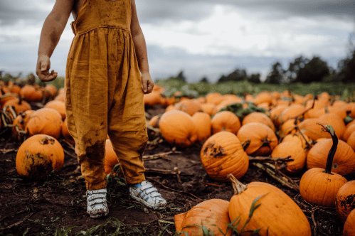 Fall in Hawaii: 15 Things To See and Do