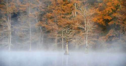 Best Times to See Fall Foliage in Oklahoma 2025