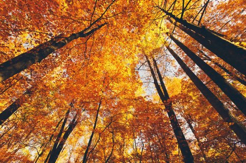 Best Times and Places to See Fall Foliage in Tennessee