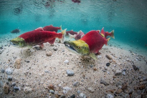 Discover the Untouched Beauty of Iliamna Lake, Alaska