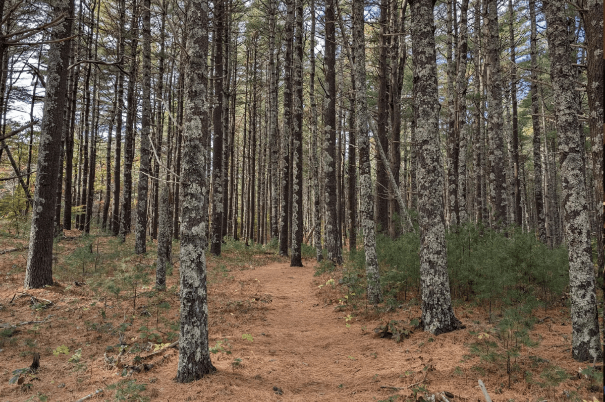 Nickerson State Park: Take a Long Hike on Cape Cod in Massachusetts