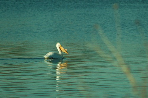 Discover Calamus Reservoir: Nebraska's Hidden Gem