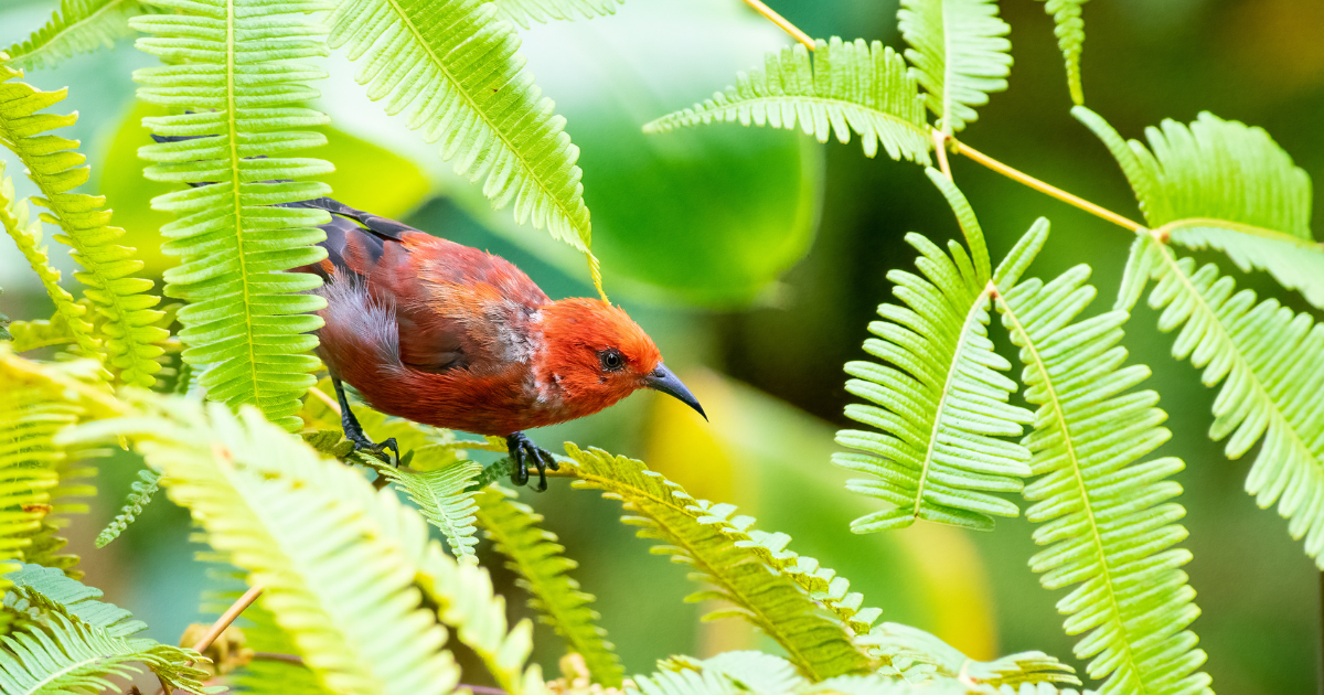 Explore Kōkeʻe State Park: Hiking & Bird Watching in Kaua'i