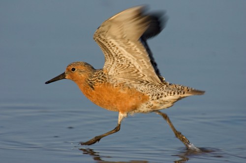 Little Creek Wildlife Area: Prime Delaware Birding Spot