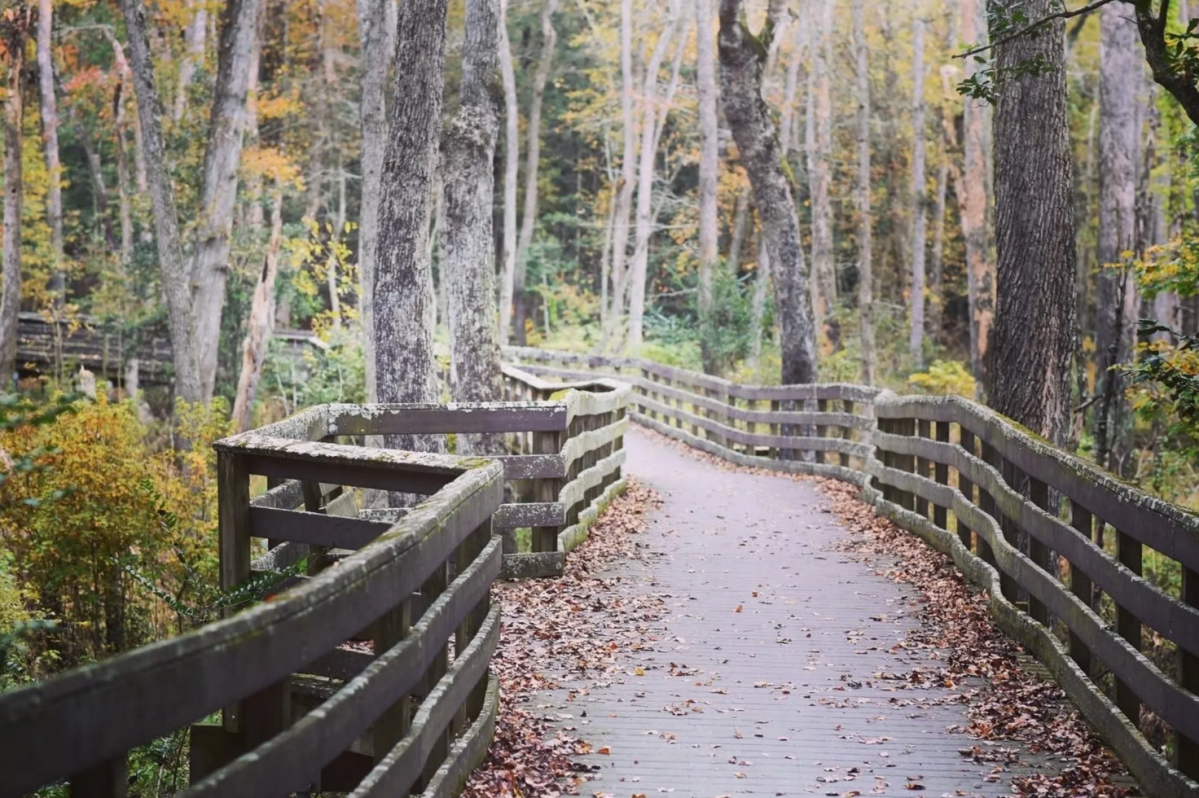 Discover Fall Foliage on Delaware's Bob Trail