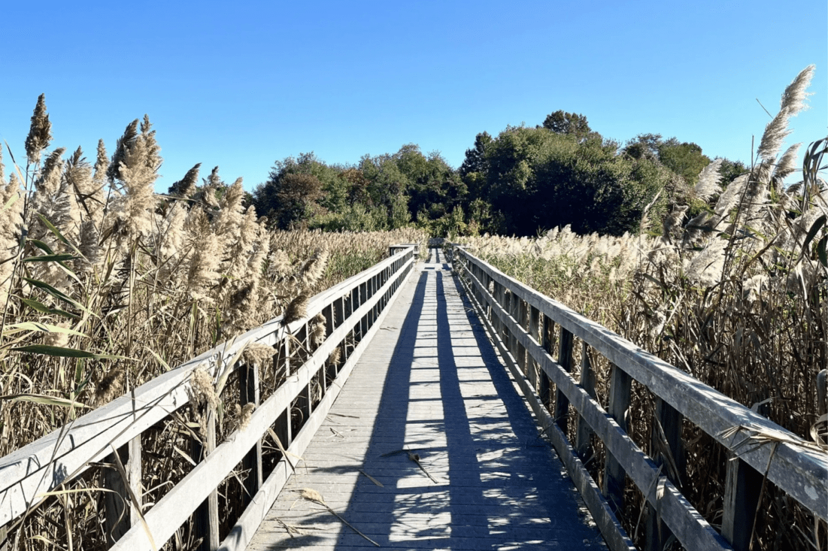 Port Penn Wetlands Trail: Easy Hike in Delaware