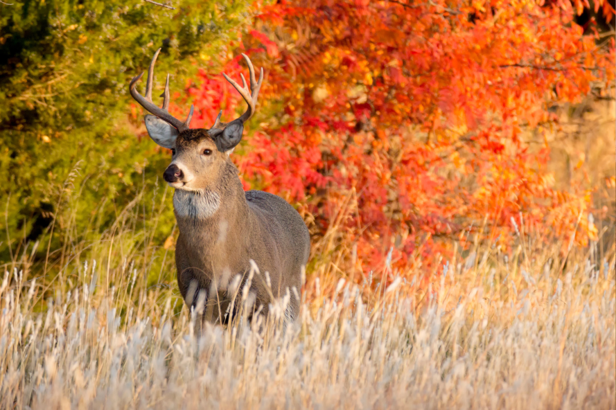 Discover Kansas's Best Fall Foliage at Cross Timbers