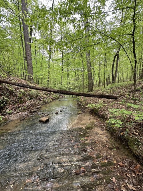 The Iconic Trail in Alabama Everyone Should Hike Once in Their Lifetime