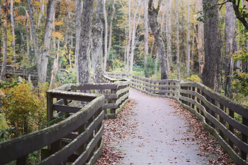 Discover Fall Foliage on Delaware's Bob Trail