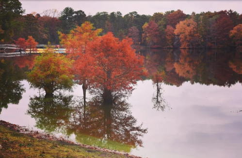 Discover Fall Foliage on Delaware's Bob Trail